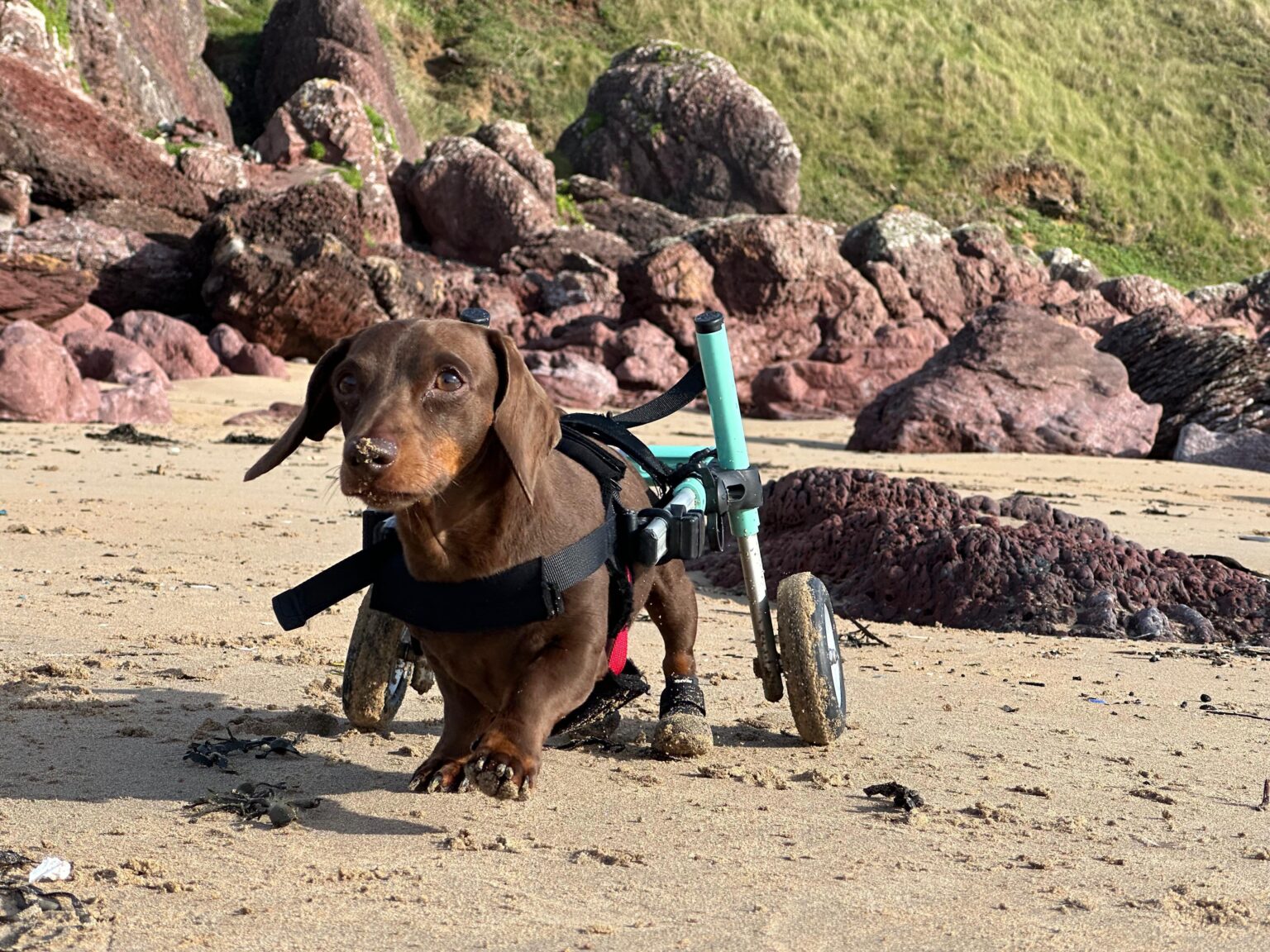 Pumpkin and Friends Charity