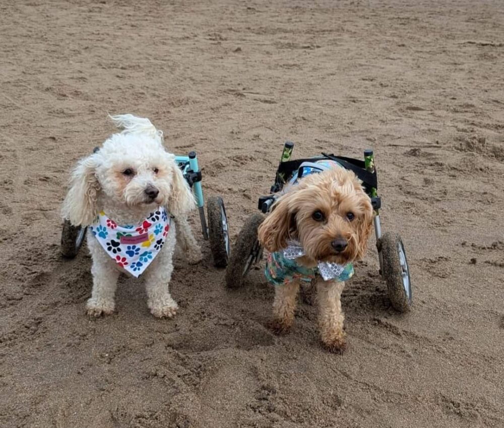 Pumpkin and Friends Charity